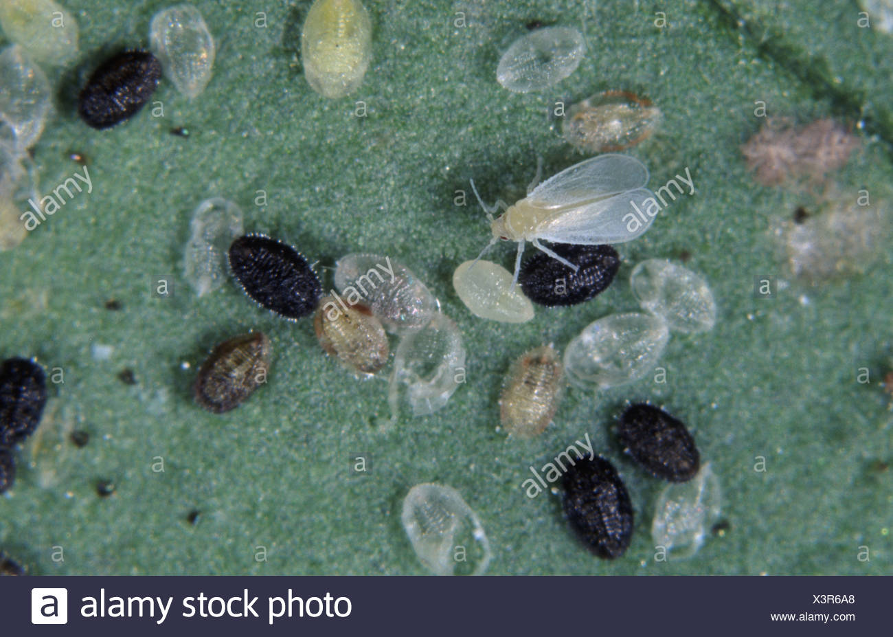 Encarsia Stock Photos & Encarsia Stock Images - Alamy