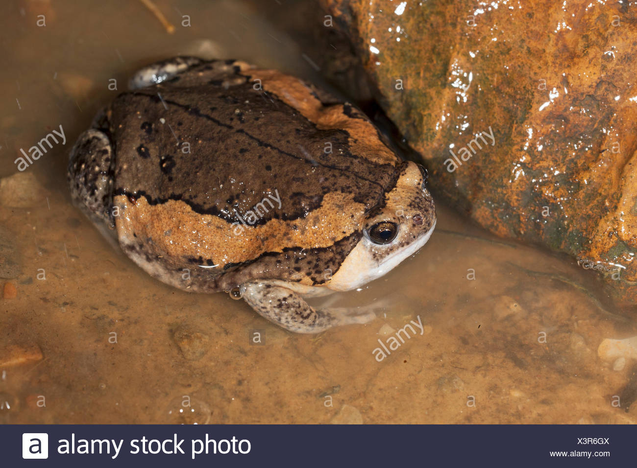 Asian Painted Frog High Resolution Stock Photography and Images - Alamy