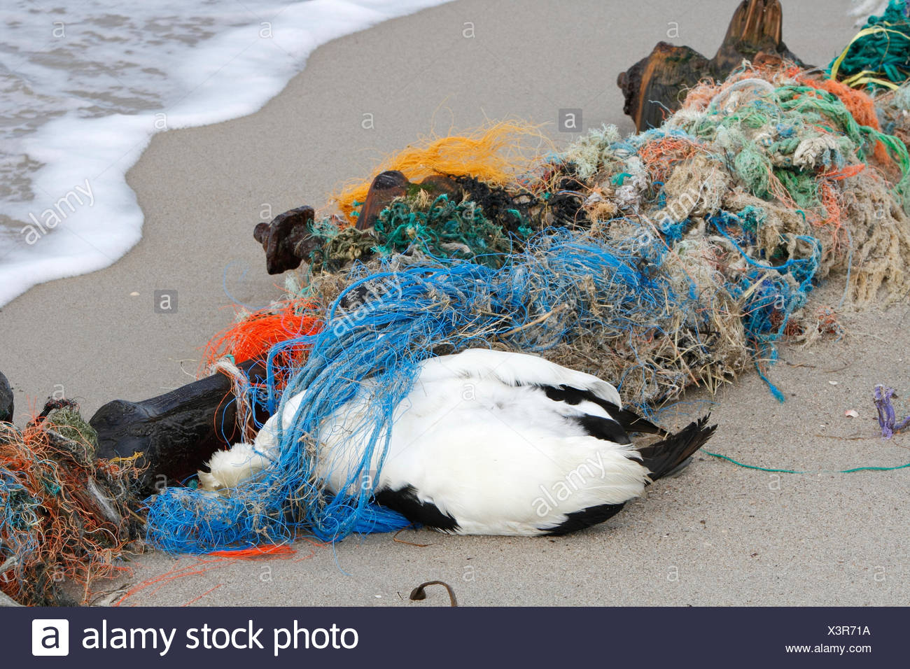 Sea Bird Plastic High Resolution Stock Photography and Images - Alamy