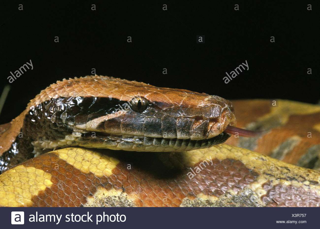 Blood Python High Resolution Stock Photography and Images - Alamy
