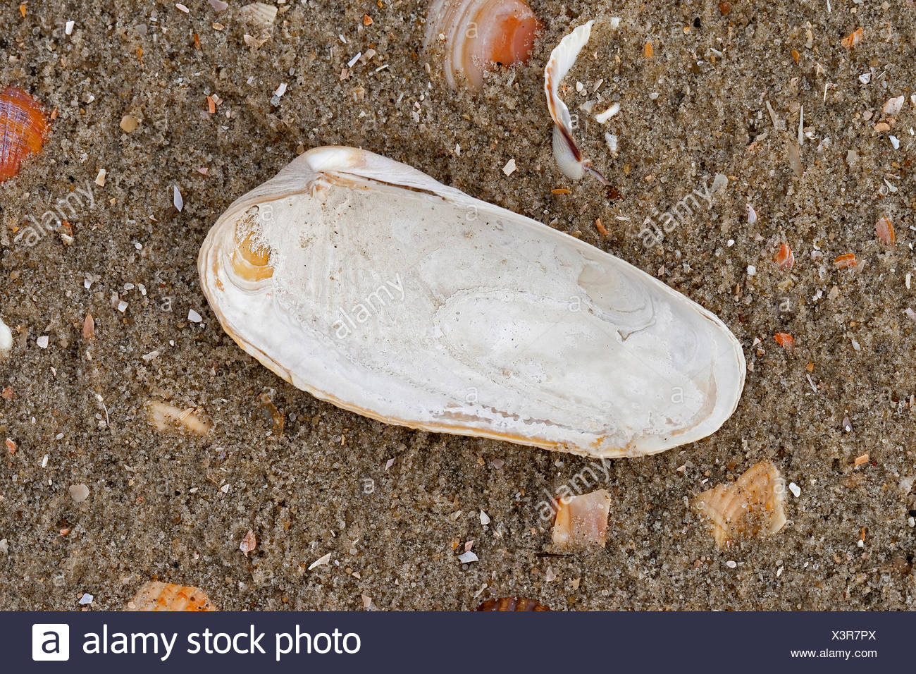 Piddock Stock Photos & Piddock Stock Images - Alamy