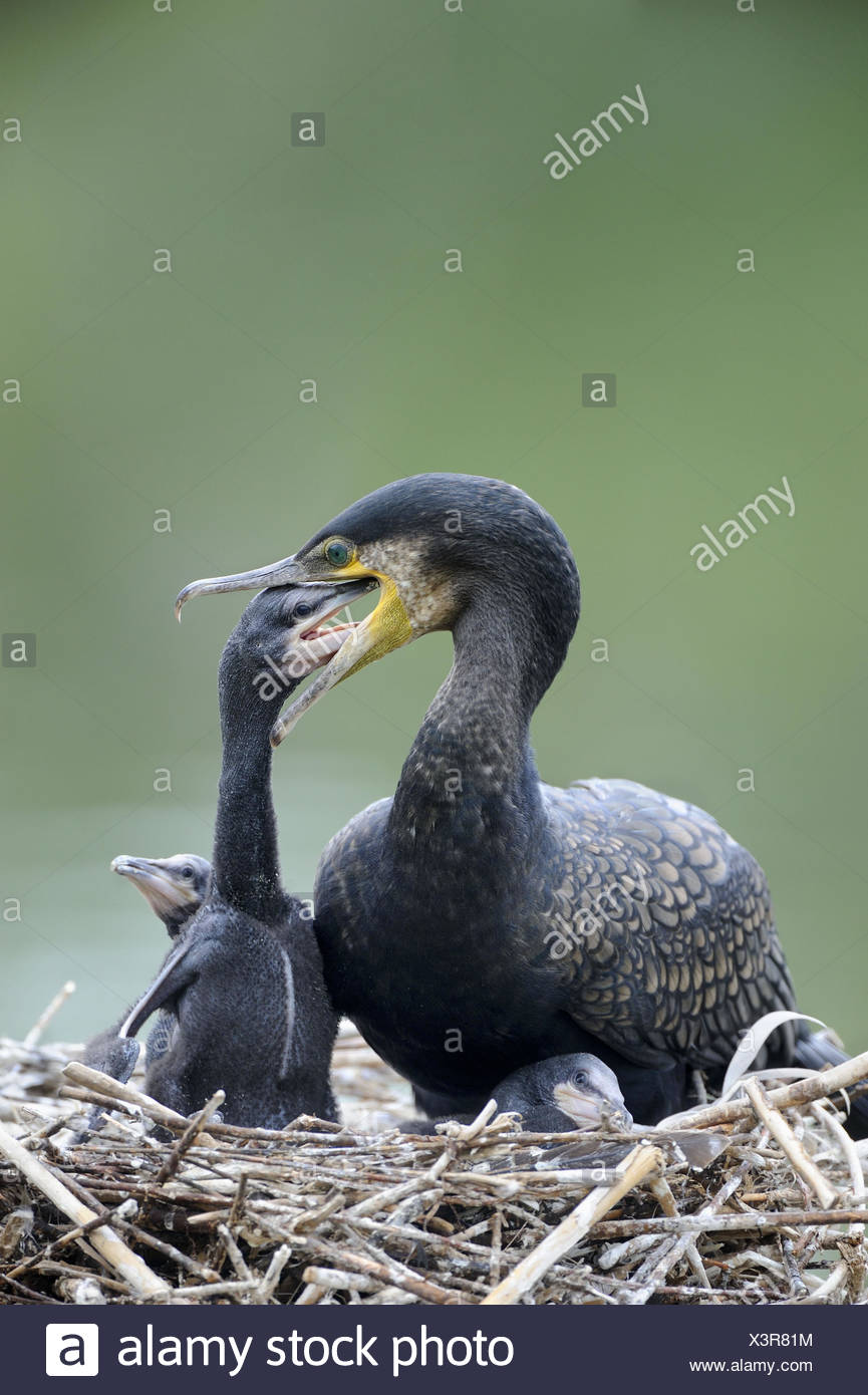 Common Cormorant High Resolution Stock Photography and Images - Alamy