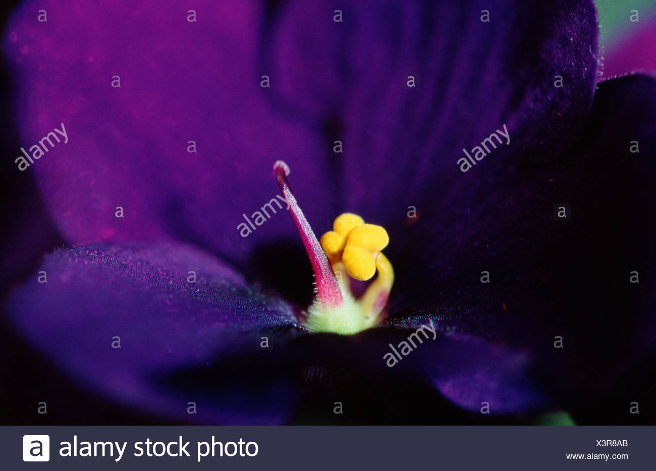 Veilchen Stock Photos & Veilchen Stock Images - Alamy