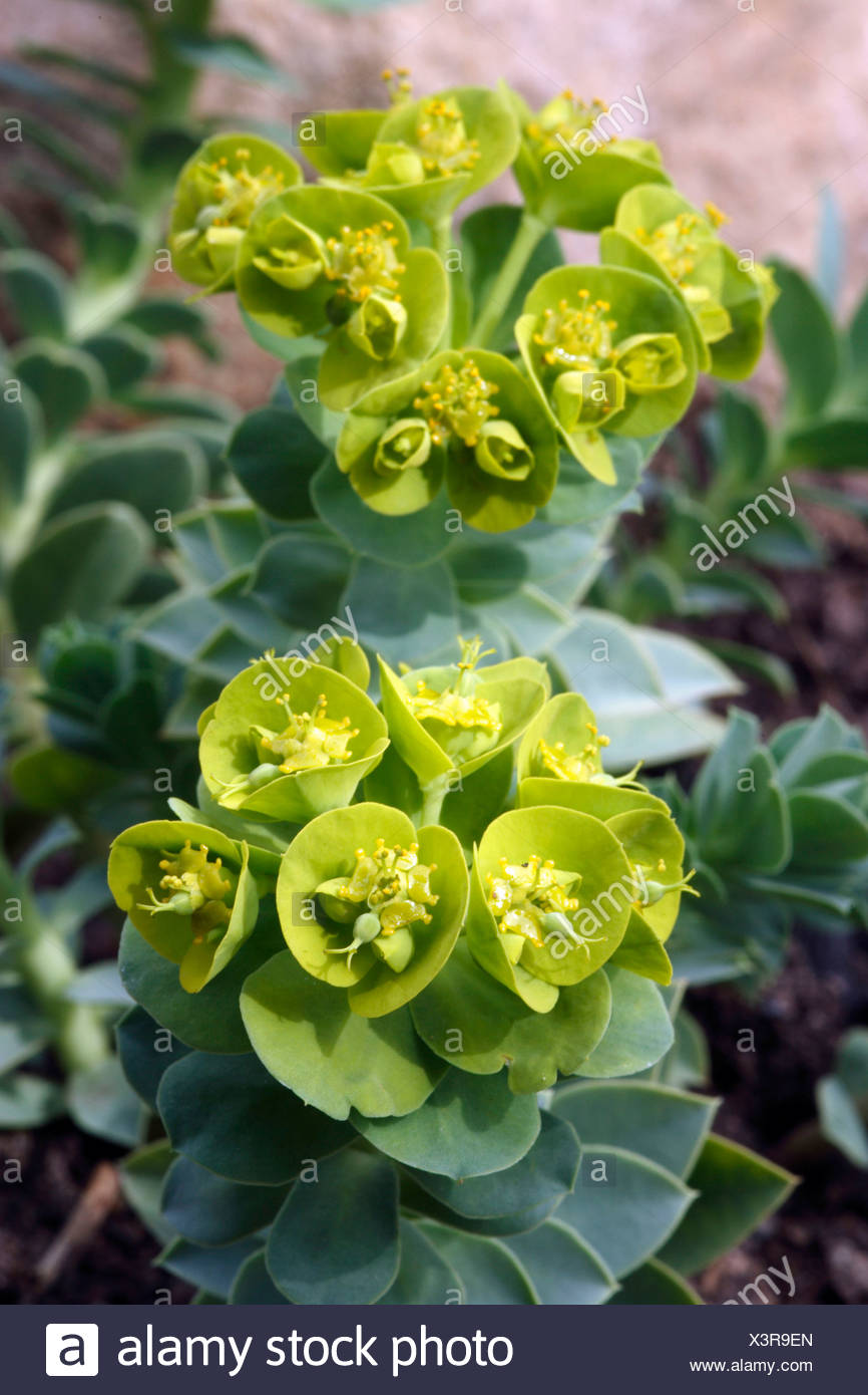 Creeping Myrtle High Resolution Stock Photography and Images - Alamy