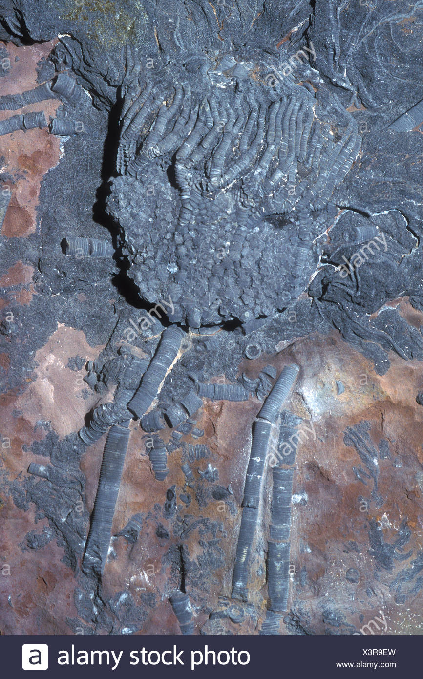 Devonian Fossil High Resolution Stock Photography and Images - Alamy