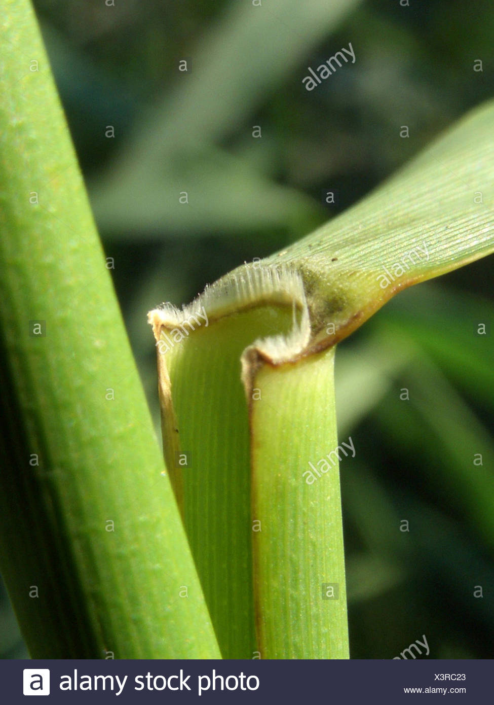 Leaf And Ligule Stock Photos & Leaf And Ligule Stock Images - Alamy