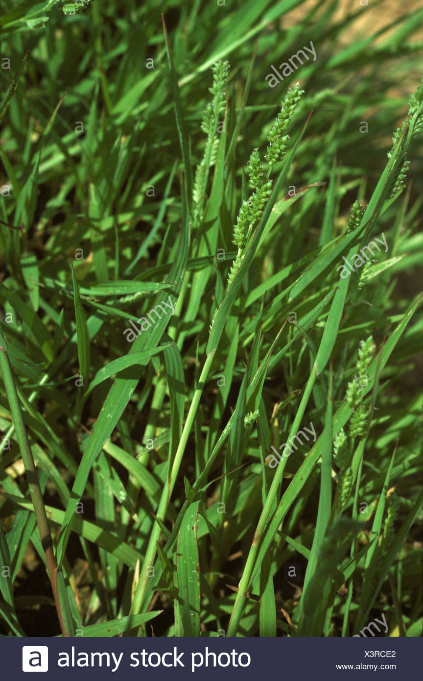 Barnyardgrass High Resolution Stock Photography and Images - Alamy