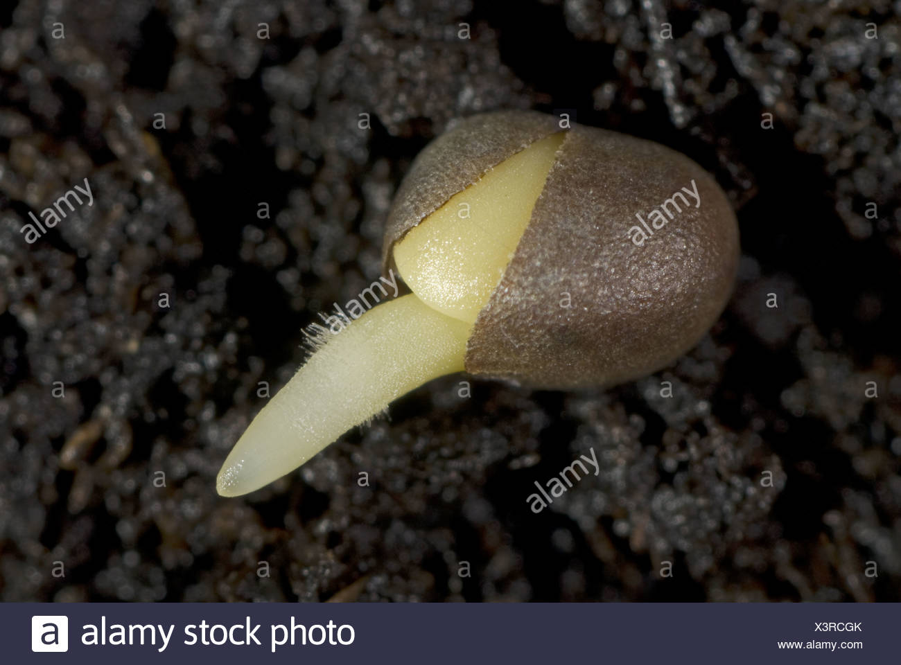 Root Hairs On Soil High Resolution Stock Photography and Images - Alamy