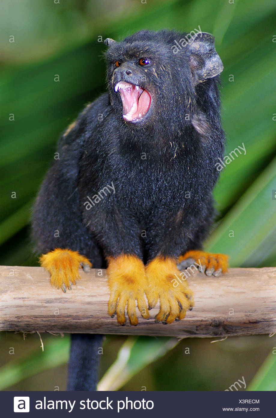 Midas Tamarin Saguinus Midas High Resolution Stock Photography and ...