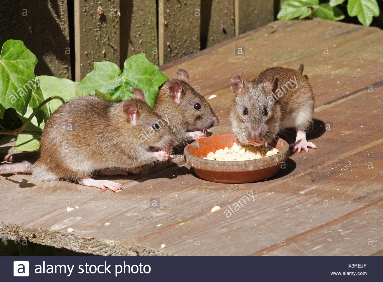 Norwegian Rats High Resolution Stock Photography and Images - Alamy