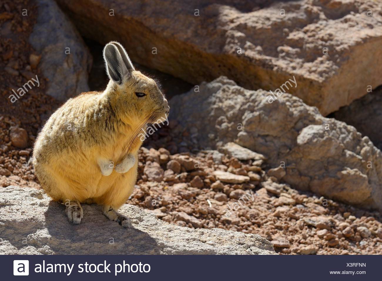 Viscacha Stock Photos & Viscacha Stock Images - Alamy