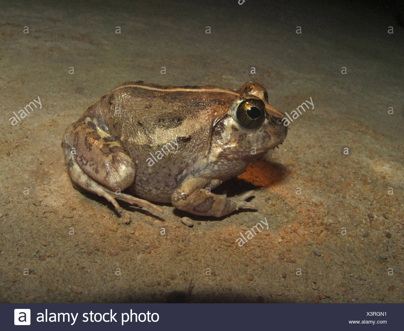 India Wilds High Resolution Stock Photography and Images - Alamy