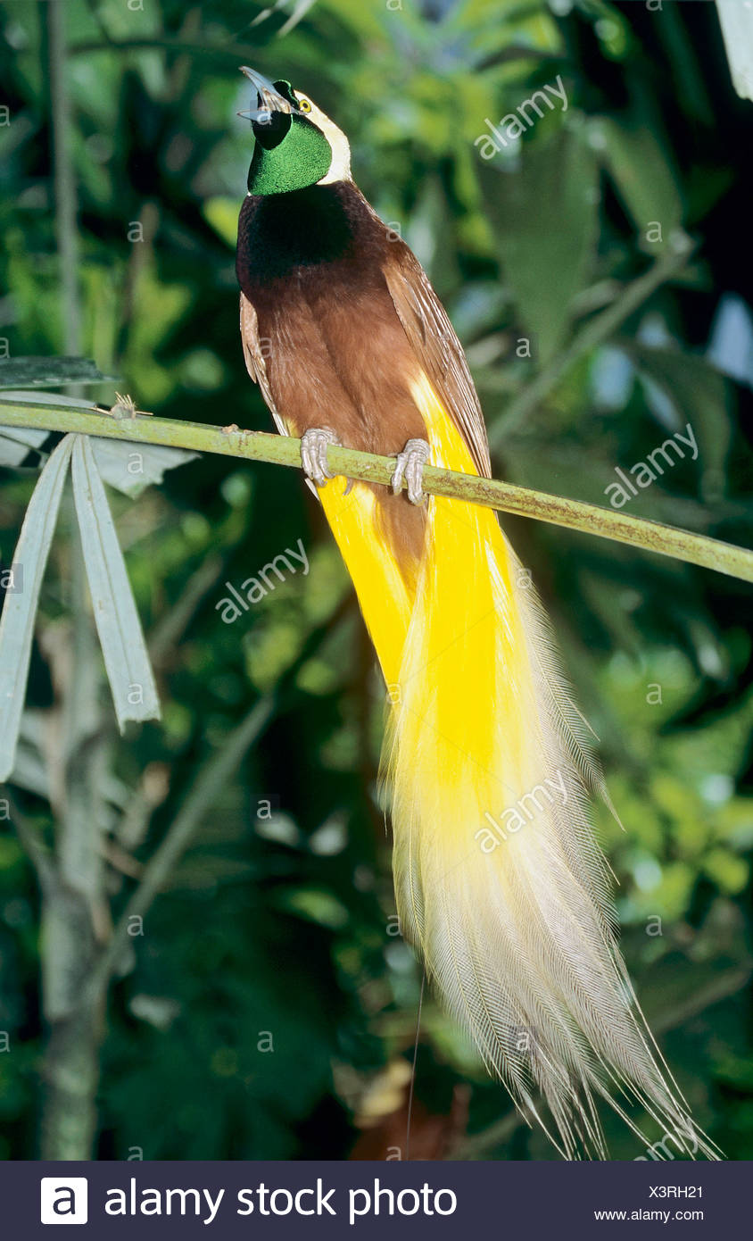 Lesser Bird Paradise High Resolution Stock Photography and Images - Alamy