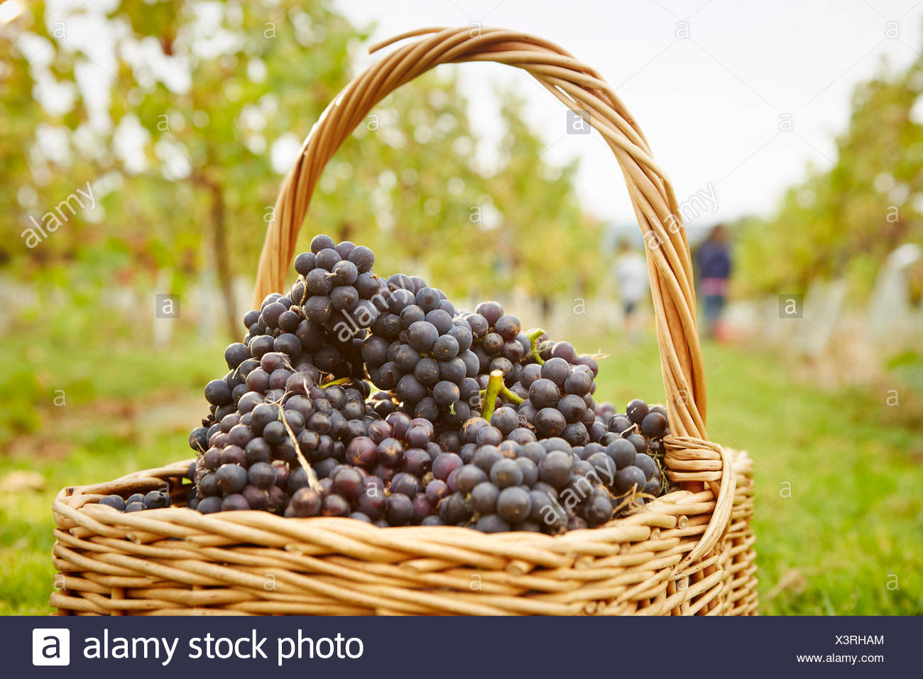 Baskets Grapes High Resolution Stock Photography and Images - Alamy