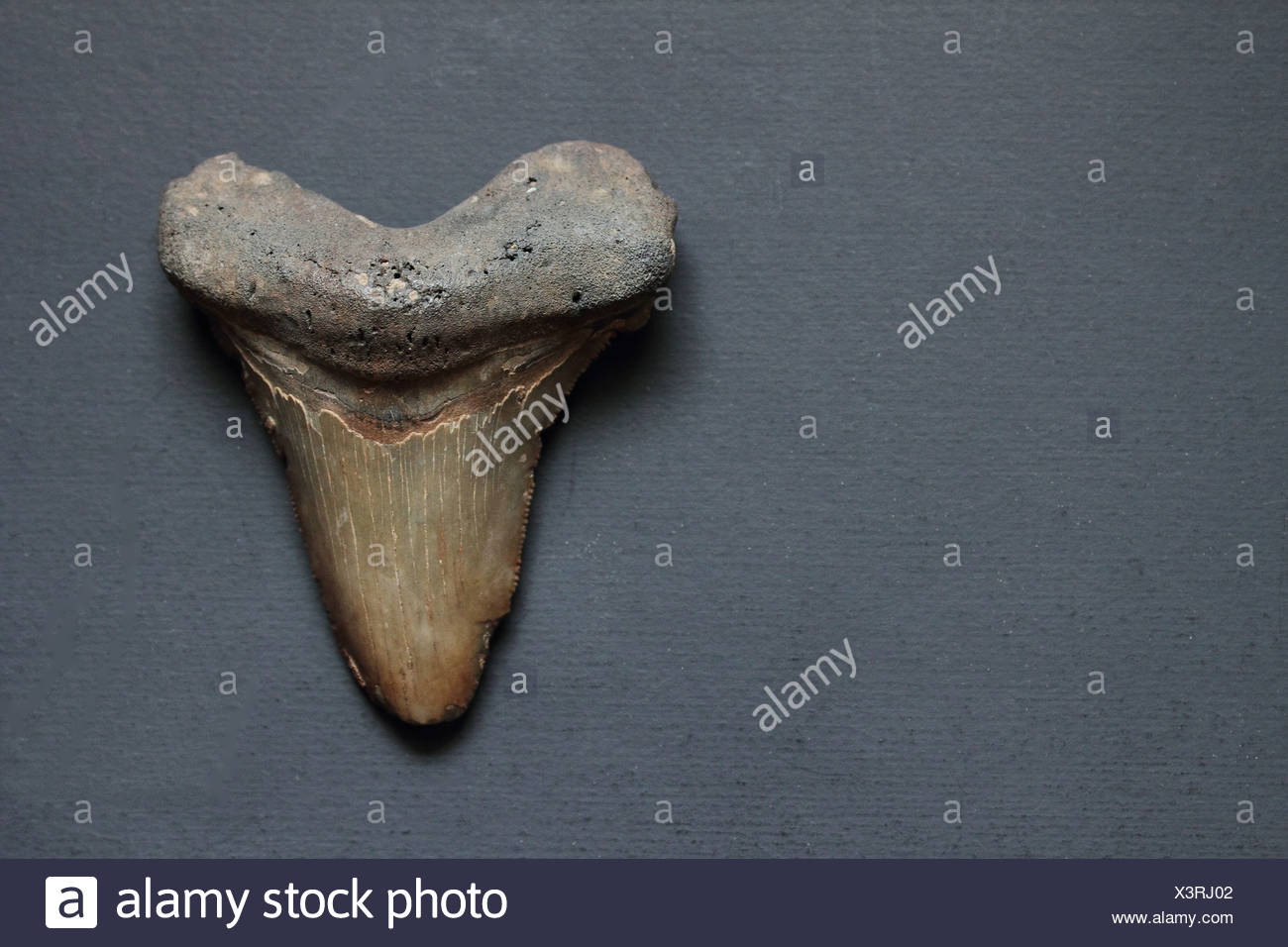 Big Tooth Shark High Resolution Stock Photography and Images - Alamy