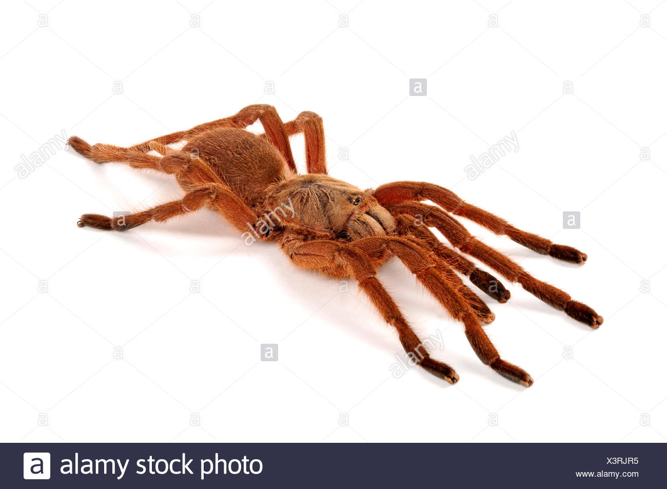 Spiders Of Southeast Asia Stock Photos & Spiders Of Southeast Asia ...