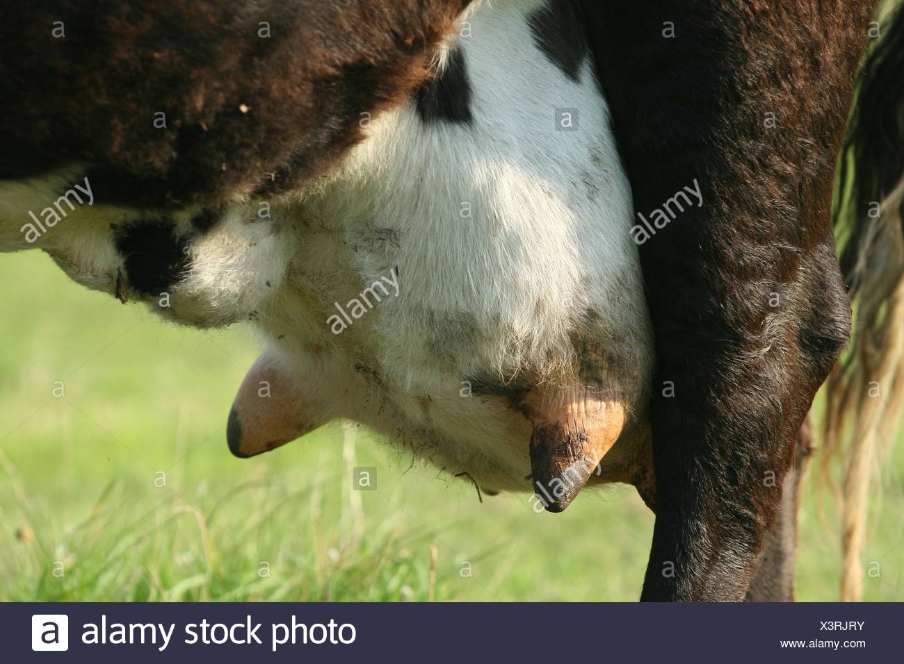 Cows Udder Stock Photos & Cows Udder Stock Images - Alamy