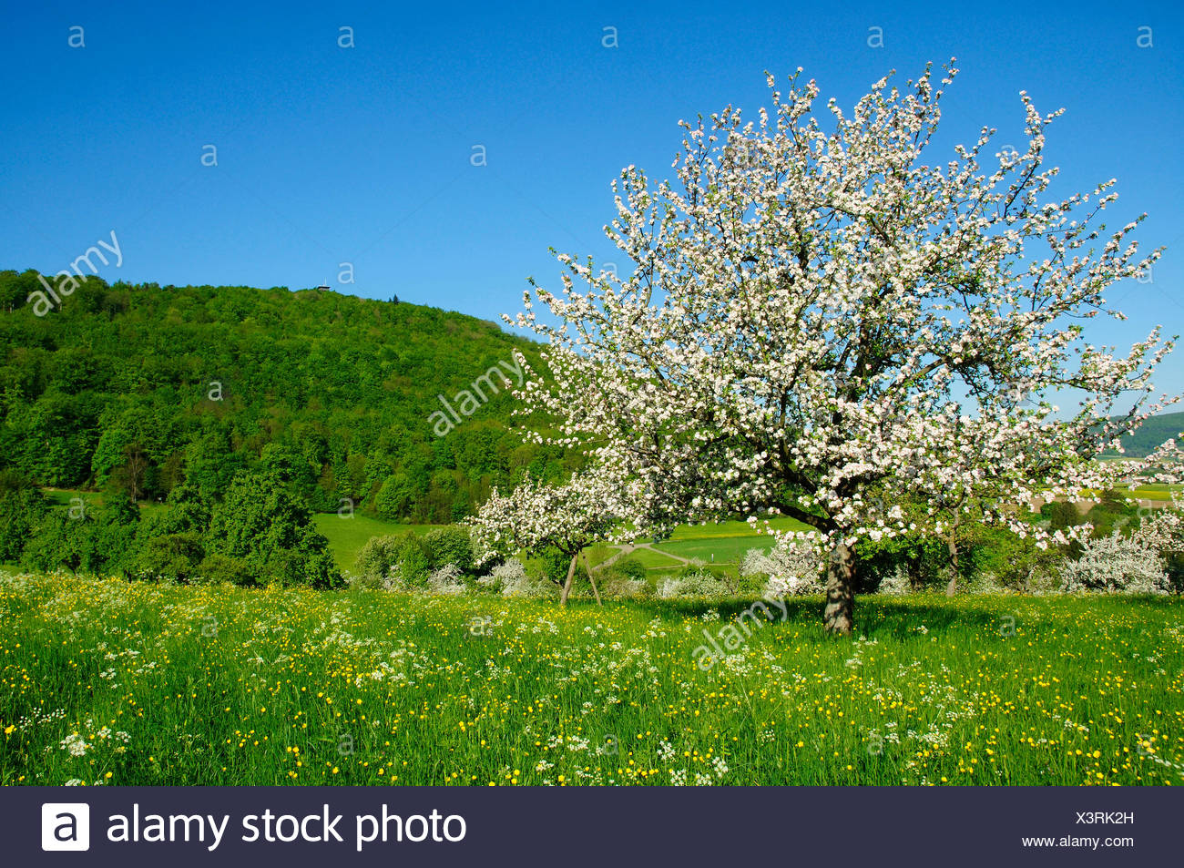 Free Flowering Trees High Resolution Stock Photography and Images - Alamy