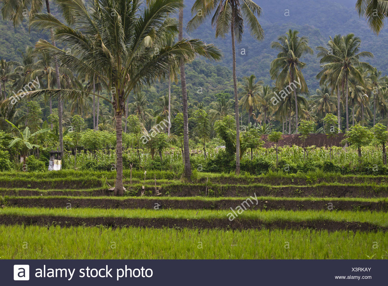 Coconut Trees And Tapioca Plants High Resolution Stock Photography and ...