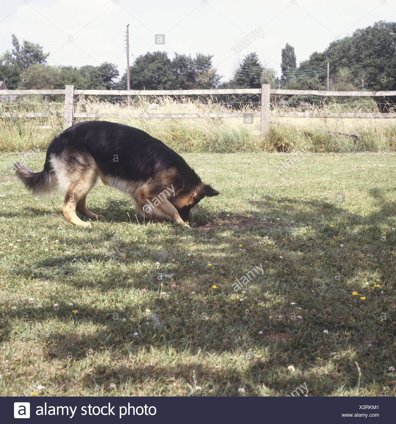 Animal Digging Hole High Resolution Stock Photography and Images - Alamy
