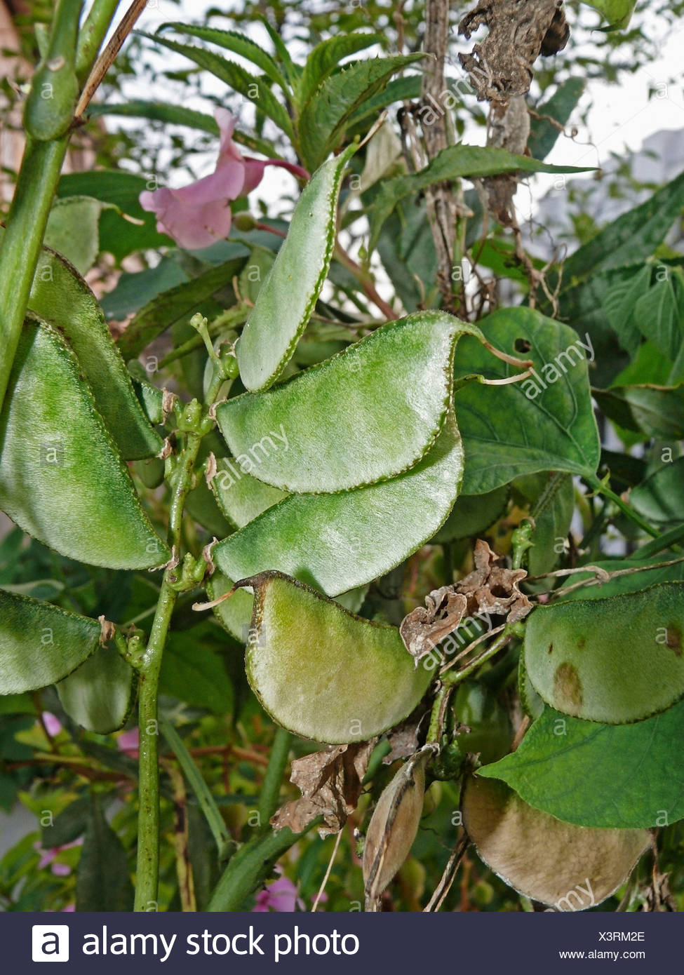 Papilionaceae Fabaceae High Resolution Stock Photography and Images - Alamy