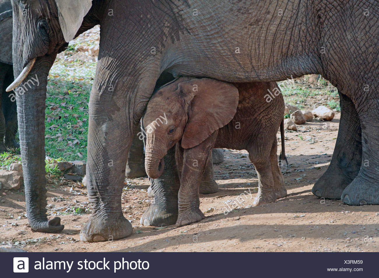 Elephant Legs Stock Photos & Elephant Legs Stock Images - Alamy