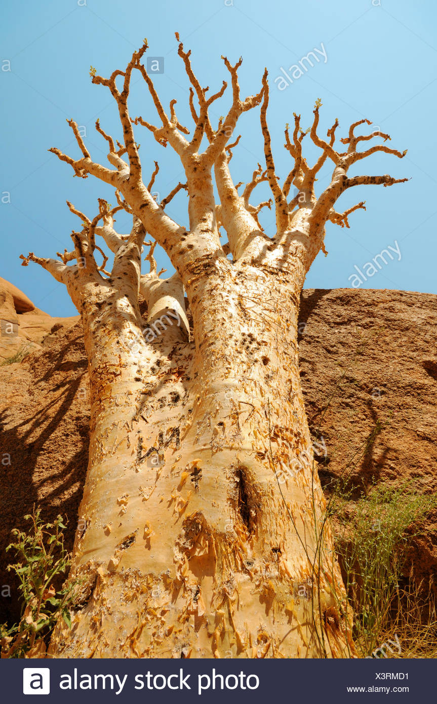 Cyphostemma Currorii High Resolution Stock Photography and Images - Alamy