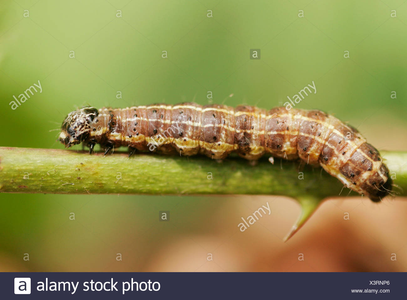 Quaker Moths High Resolution Stock Photography and Images - Alamy