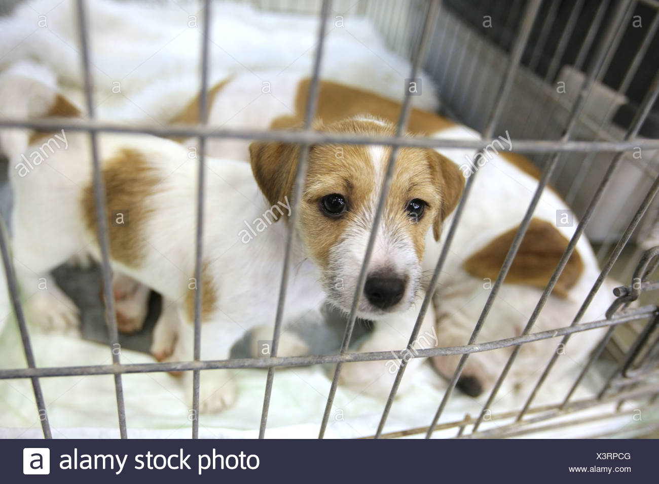 Pleading Puppy High Resolution Stock Photography and Images - Alamy