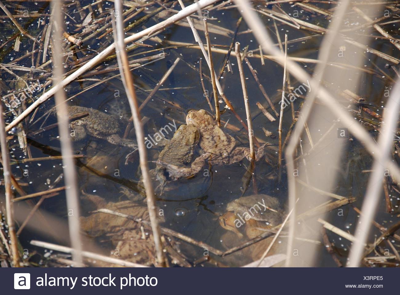 Mating Toads High Resolution Stock Photography and Images - Alamy