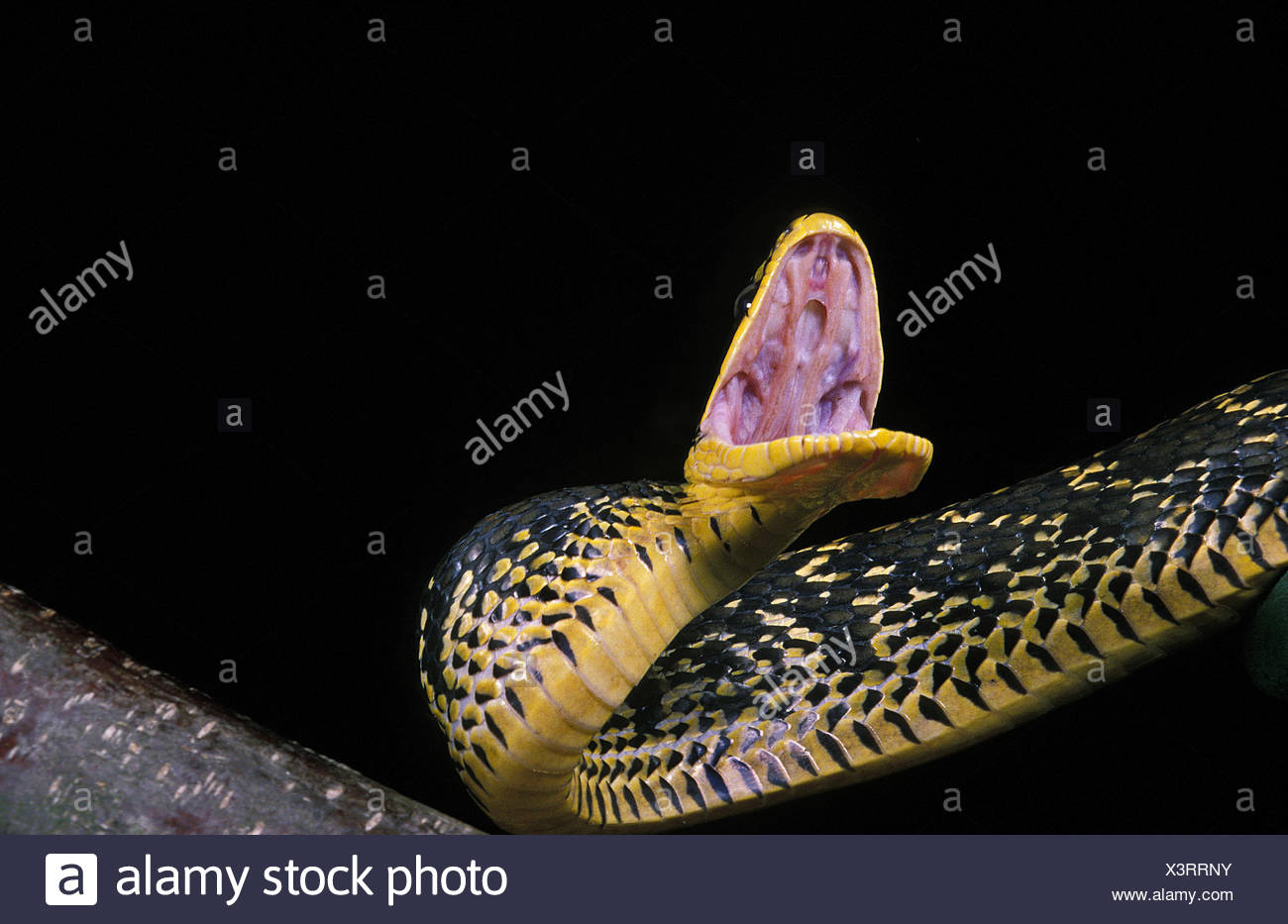 Posture Stance High Resolution Stock Photography and Images - Alamy