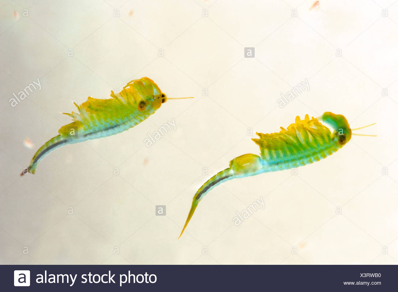 Branchiopods Stock Photos & Branchiopods Stock Images - Alamy