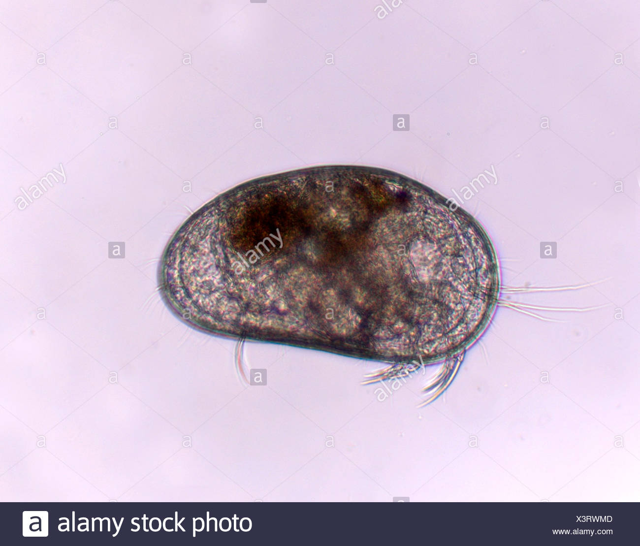 Ostracod High Resolution Stock Photography and Images - Alamy