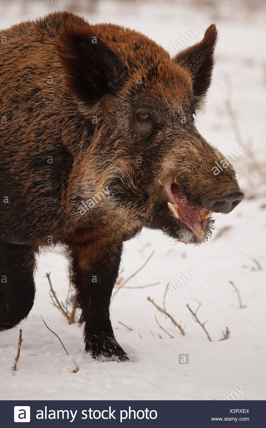 Russian Boar High Resolution Stock Photography and Images - Alamy
