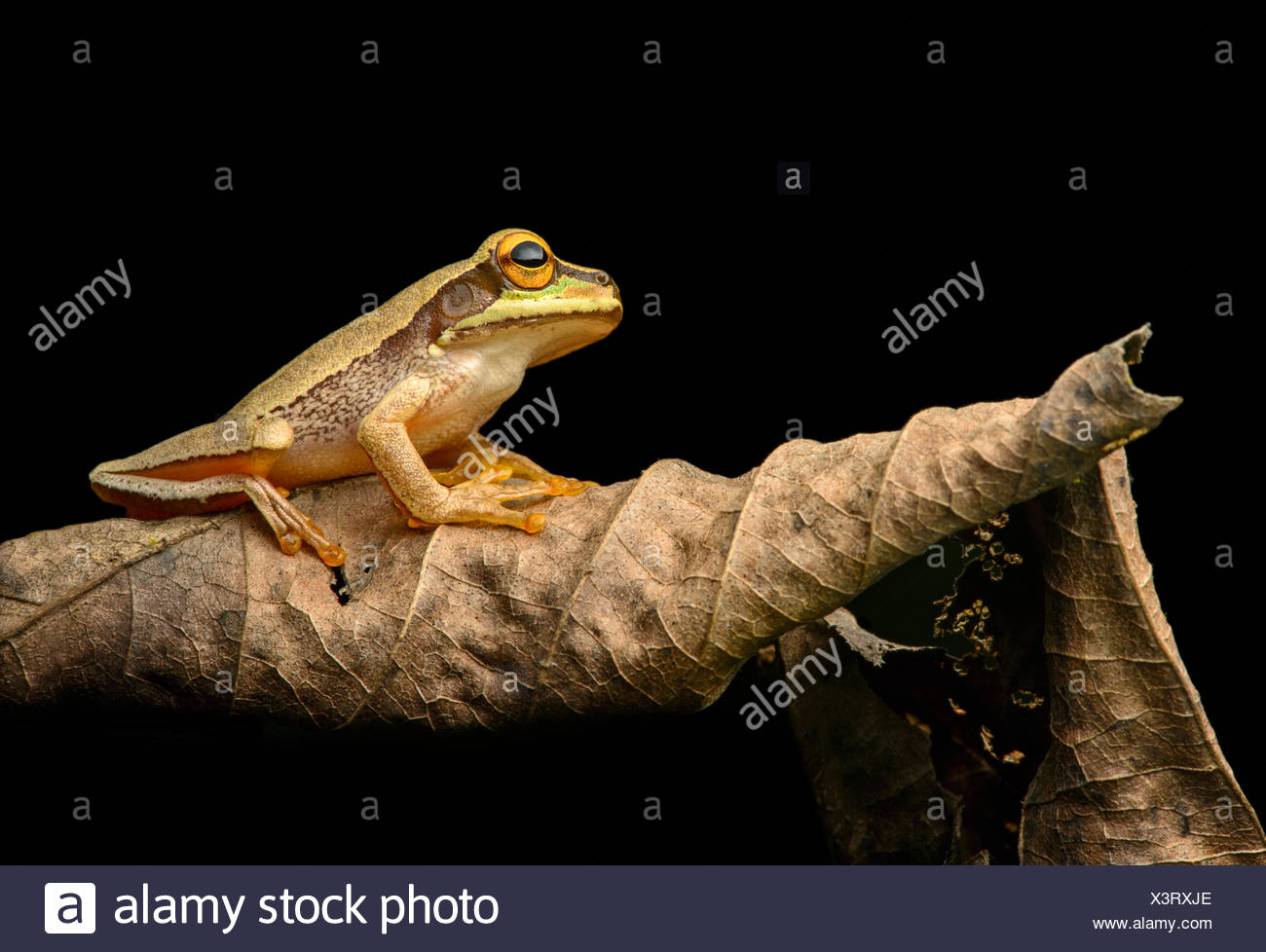 Masked Tree Frog High Resolution Stock Photography and Images - Alamy