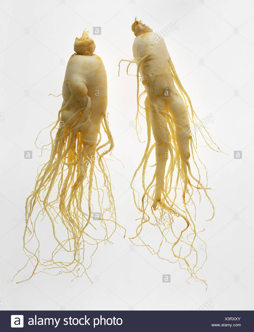 Panax Ginseng High Resolution Stock Photography and Images - Alamy