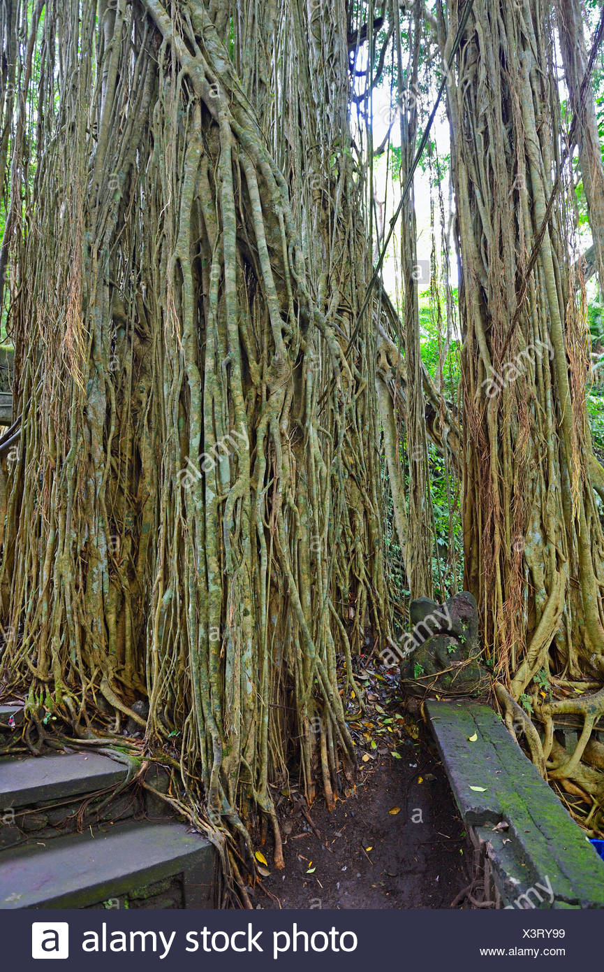 Aerial Roots Fig Tree High Resolution Stock Photography and Images - Alamy