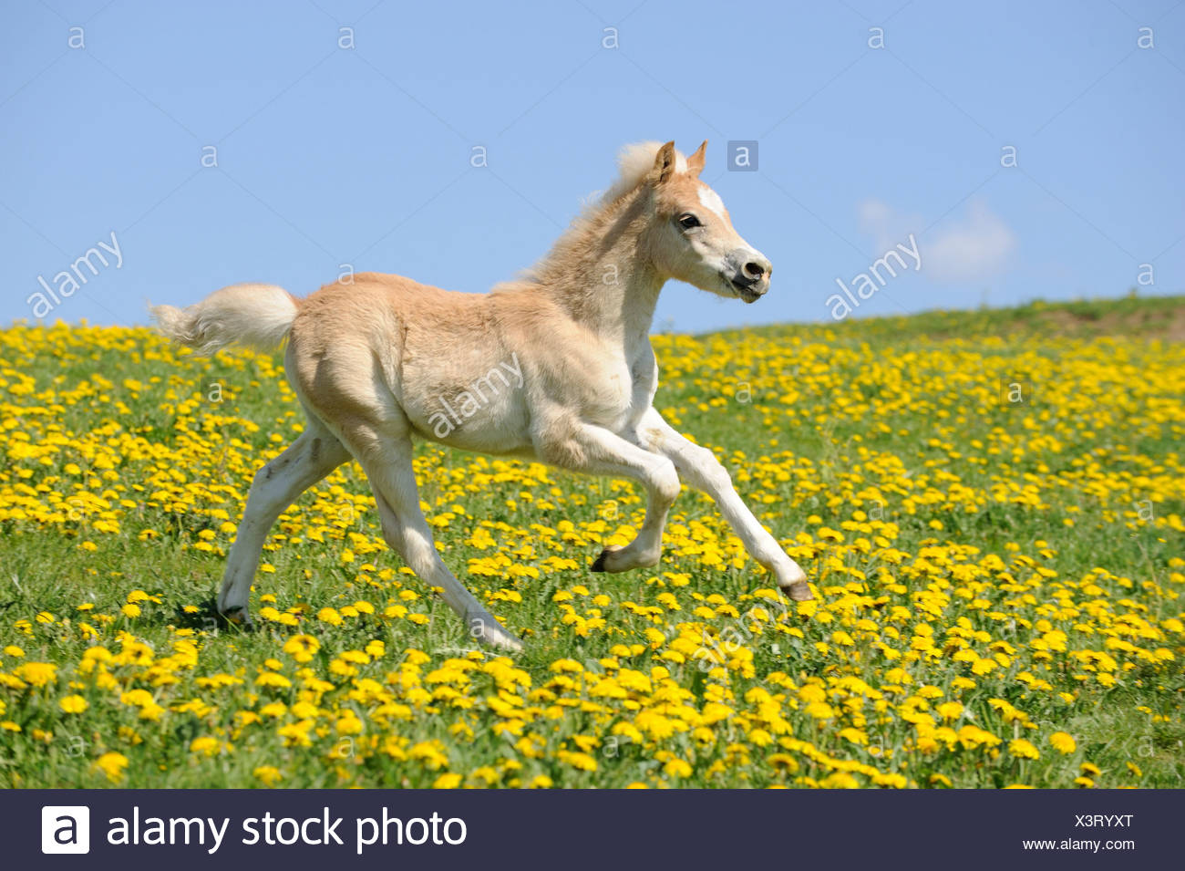 Haflinger Horse Jumping High Resolution Stock Photography and Images ...