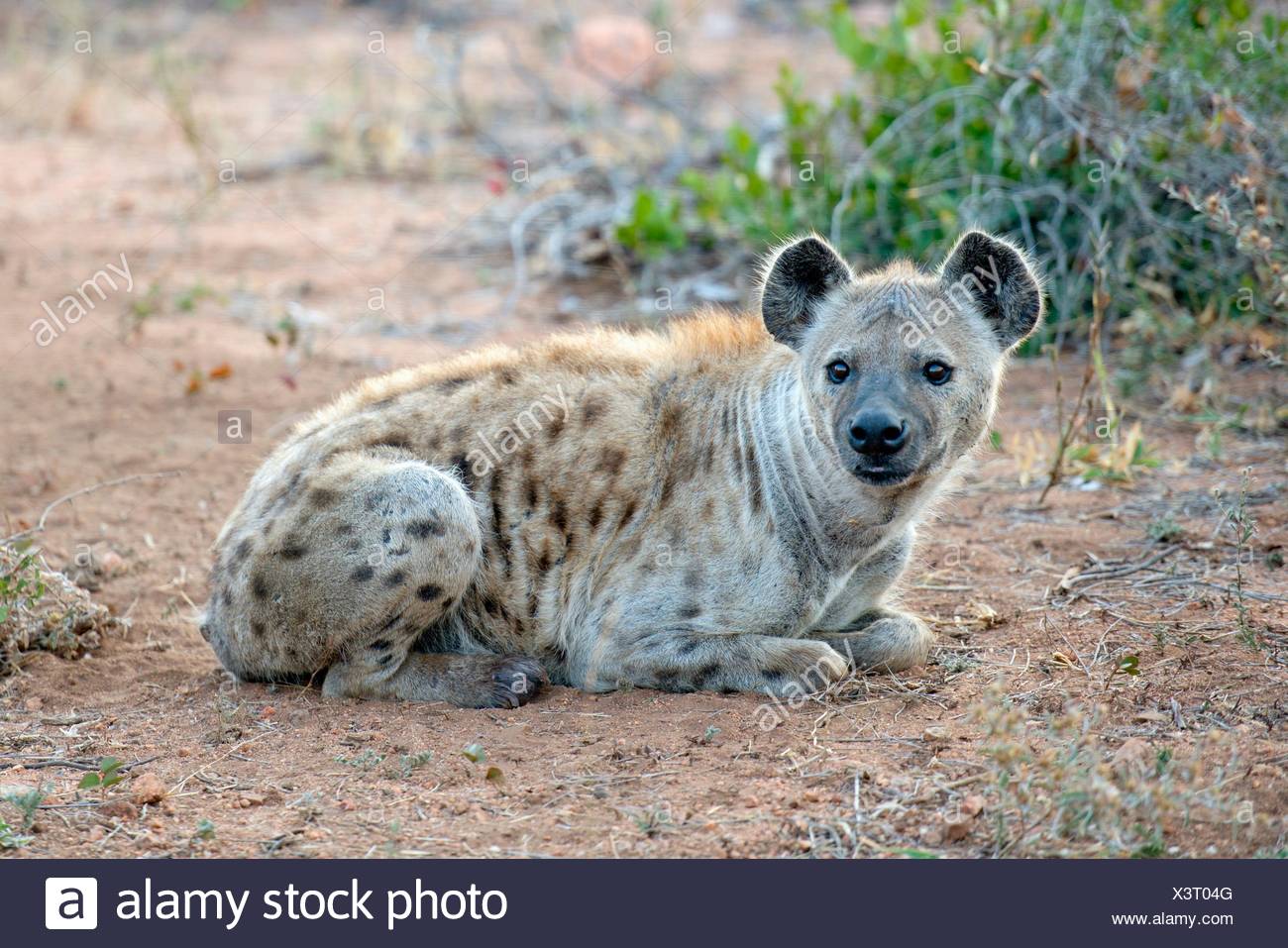 African Spotted Hyena High Resolution Stock Photography and Images - Alamy