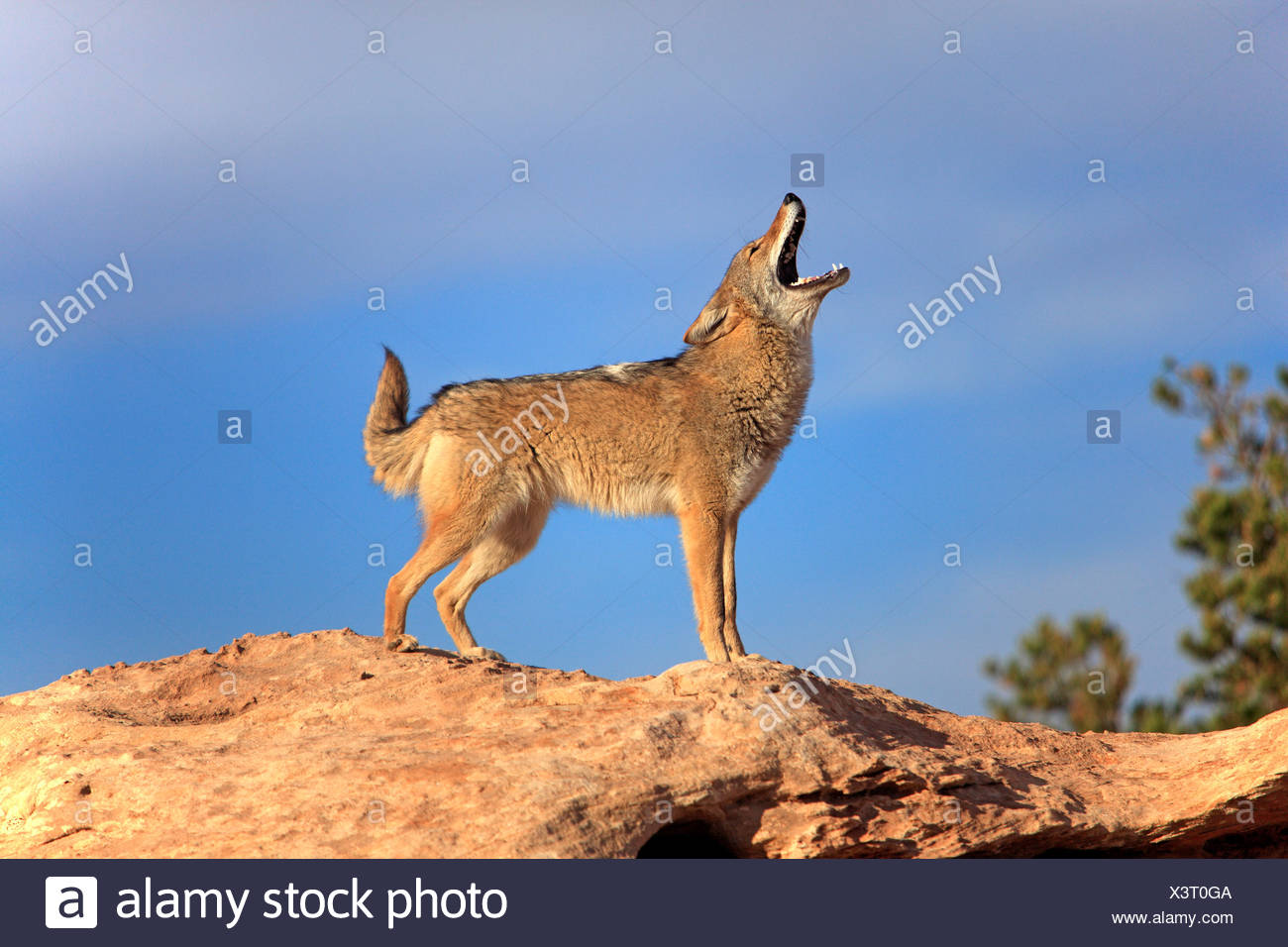 Coyotes Howling Stock Photos & Coyotes Howling Stock Images - Alamy