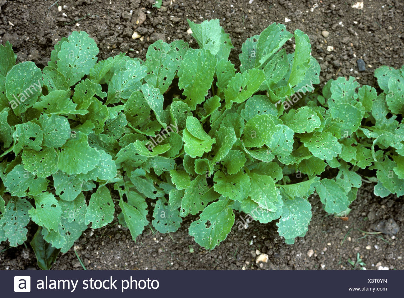 Flea Beetle Stock Photos & Flea Beetle Stock Images - Alamy