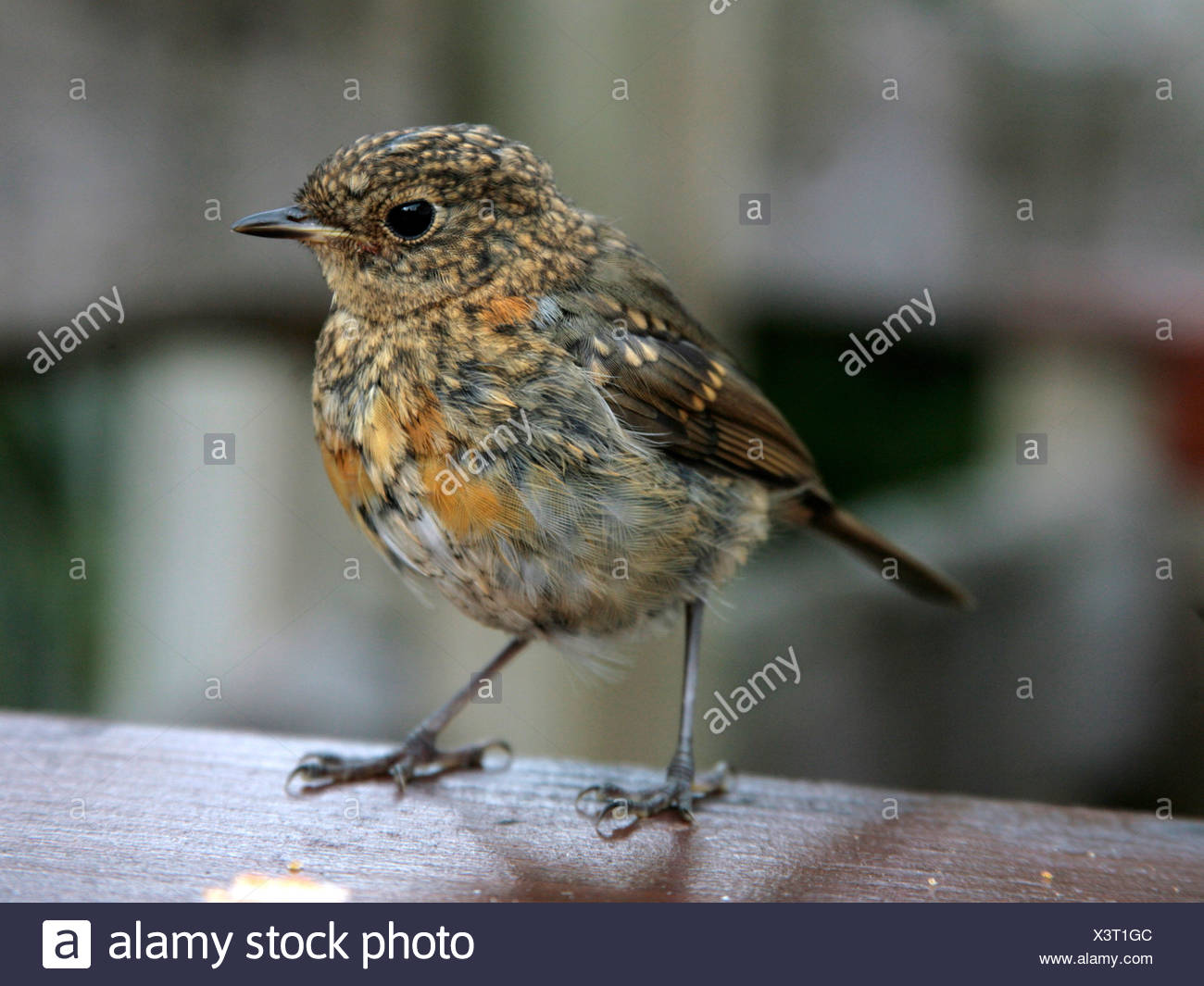Fledgling Robin High Resolution Stock Photography and Images - Alamy