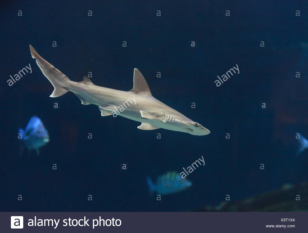 Shark Hammer High Resolution Stock Photography and Images - Alamy