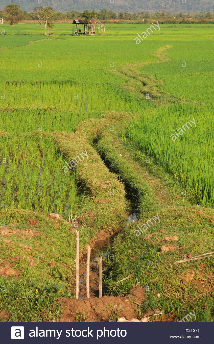 Laos Rice Field Stock Photos & Laos Rice Field Stock Images - Alamy