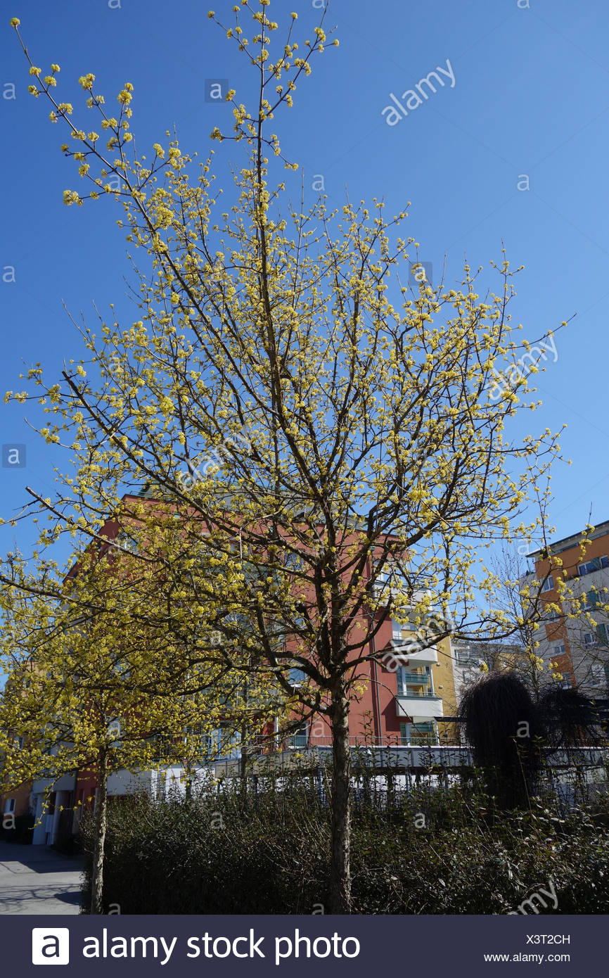 Standard Fruit Tree High Resolution Stock Photography and Images - Alamy