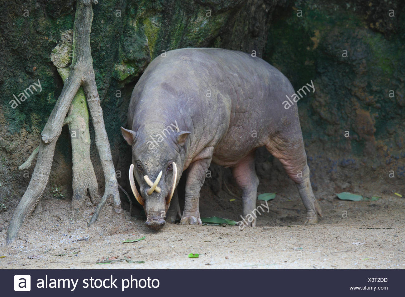 Babirusa Pigs Stock Photos & Babirusa Pigs Stock Images - Alamy