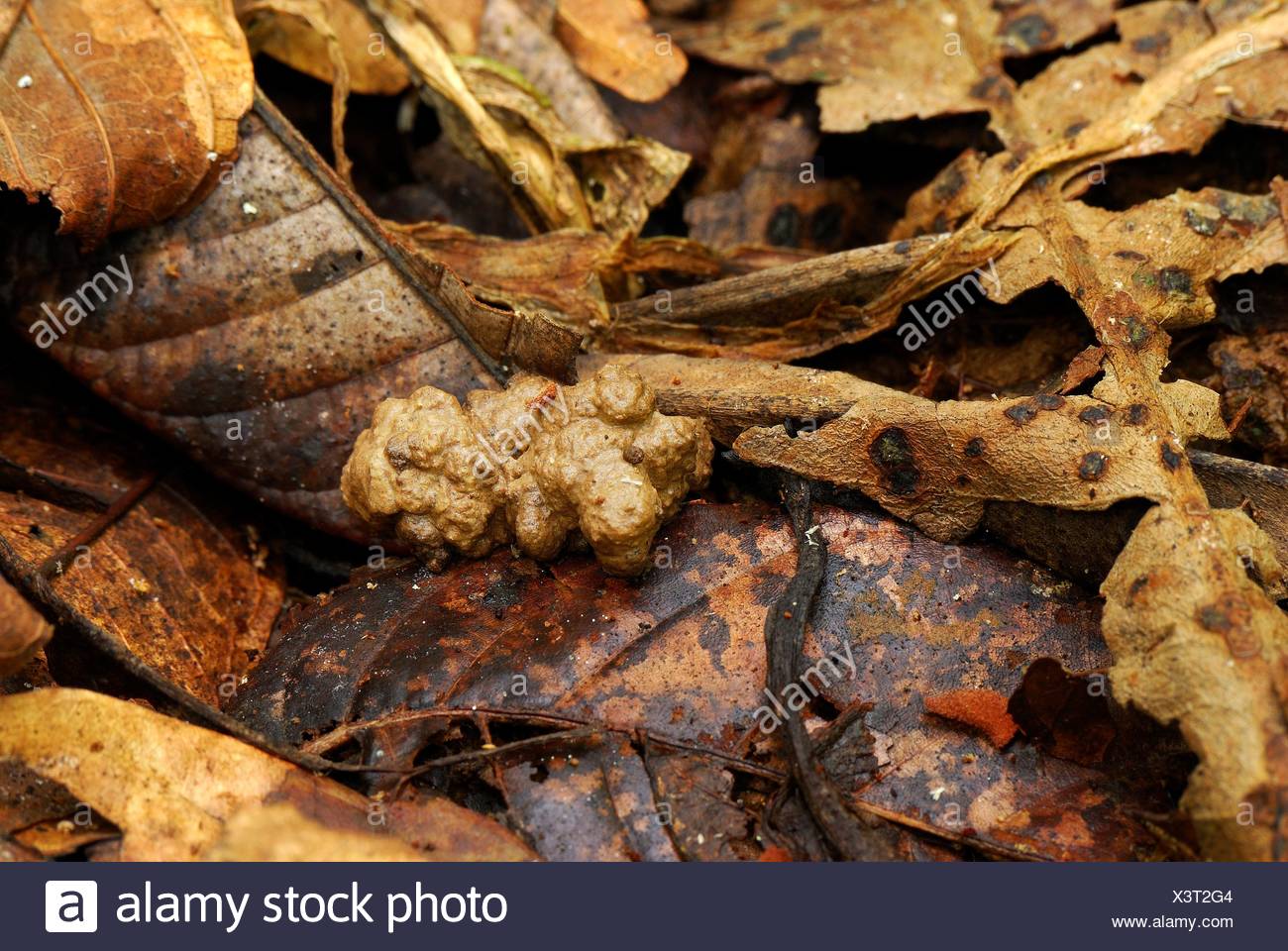 Earthworm Forest High Resolution Stock Photography and Images - Alamy