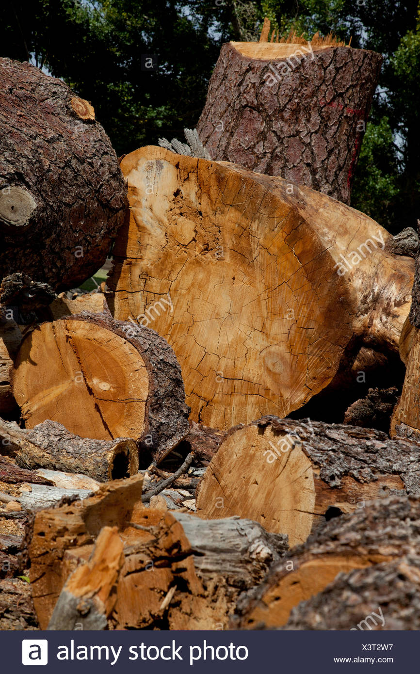 Chopped Tree Trunk High Resolution Stock Photography and Images - Alamy