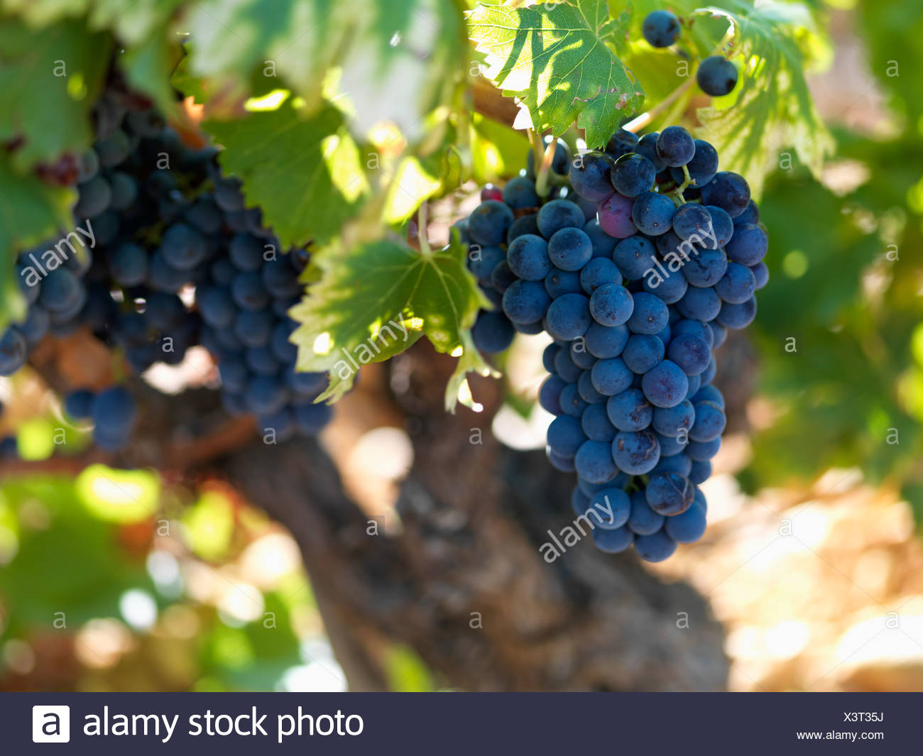 Grenache Grapes High Resolution Stock Photography and Images - Alamy Grenache Grapes High Resolution Stock Photography and Images - Alamy