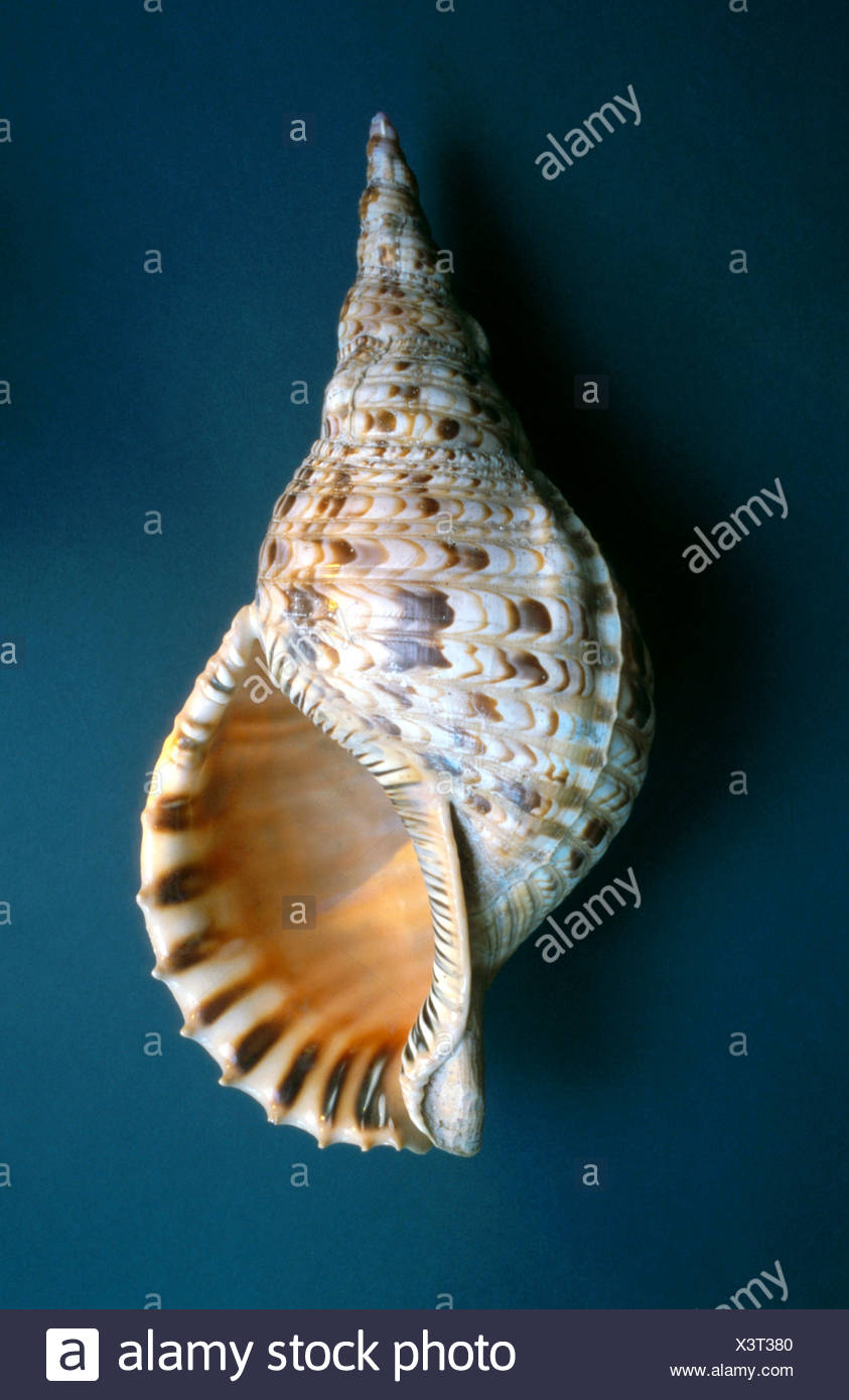 Tritons Shell High Resolution Stock Photography and Images - Alamy